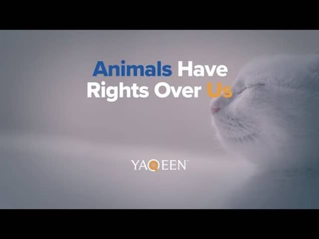 Animals Have Rights Over Us | Animation | Yaqeen Institute for Islamic ...